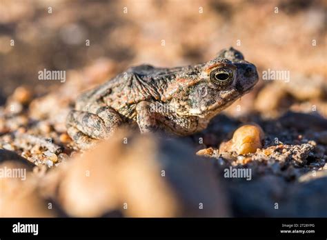 Cane Toad Rhinella Marina Also Known As The Giant Neotropical Toad