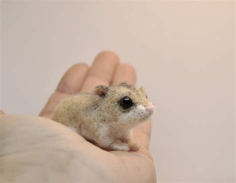Chinese Dwarf Hamster Babies