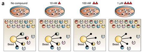 Chemoproteomics Drugdiscovery Chomix Biotech