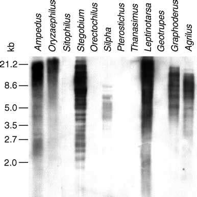 Southern Hybridization Of Rsa I Hinf I Digested Genomic DNAs From 12 Download Scientific