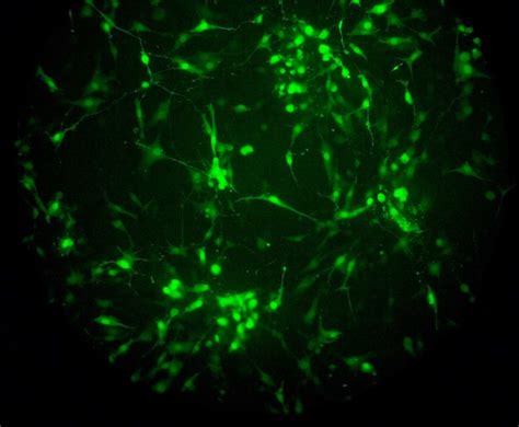 生物学实验服务 宁波瑞瑧生物科技有限公司
