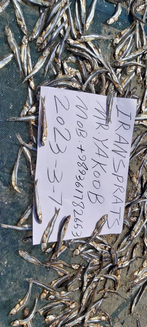 Iran Dried Anchovy Sprats Halmassa 00989361782653 Isprats Posts X