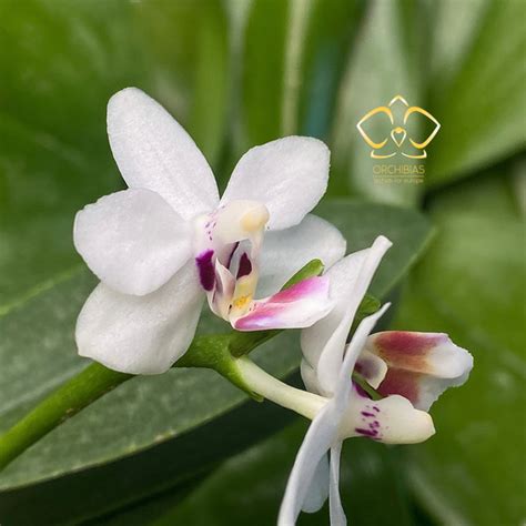 Phal. Miki Micparishii - Orchibias