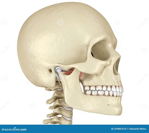 Tmj The Temporomandibular Joints Healthy Occlusion Anatomy Medically