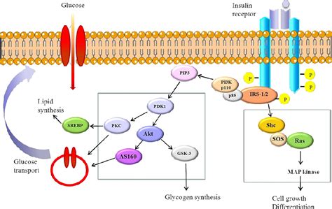 Figure From The Impact Of Reduced Kidney Mass On Adipose Tissue Metabolism And Whole Body