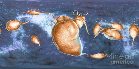 Trichomonas Vaginalis Photograph By Kateryna Kon Science Photo Library Fine Art America