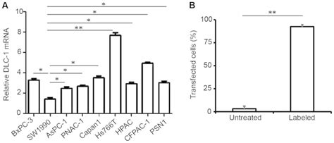 Upregulation of DLC‑1 inhibits pancreatic cancer progression: Studies ...