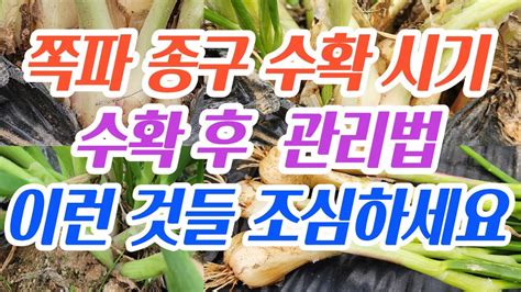 쪽파 쪽파종구 쪽파 종구 수확시기와 관리법 Youtube