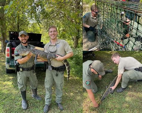 Gator Blank Template Imgflip