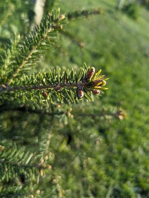 Help Identifying Spruce Species R Treeidentification