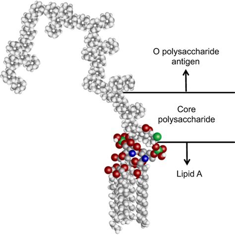 Representative Structure Of The Molecular Components Of Lps The