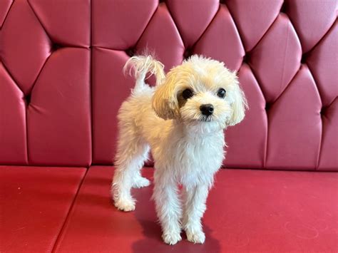 말티푸 크림이 미니비숑프리제성격 토이푸들성격 골든리트리버성격 래브라도리트리버성격 닥스훈트성격 도베르만성격 말티치성격 말티폼성격 보더콜리성격 프렌치불독성격 빠삐용성격 파피용