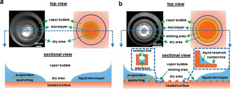 Three‐phase Contact Region During Bubble Growth Schematics Of The Download Scientific Diagram