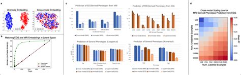 Improvement Of Phenotype Prediction From Cross Modal Representations Download Scientific