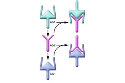 Antibody Development Creative Diagnostics