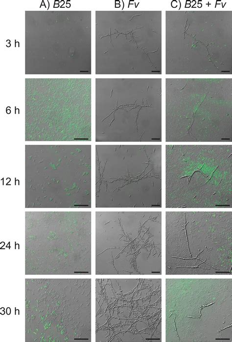 Microscopic Visualisation Of Samples From The Direct Confrontation Download Scientific Diagram