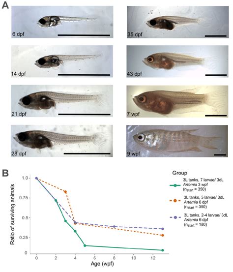 Fish Larvae Identification At Edward Harmon Blog