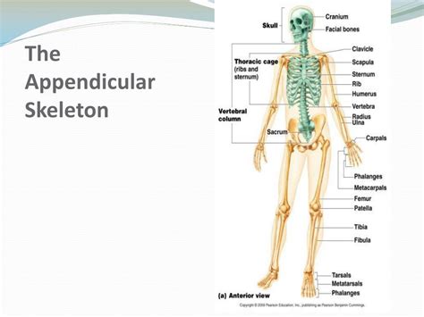 Ppt Chapter 5d The Skeletal System Powerpoint Presentation Free Download Id 1866580