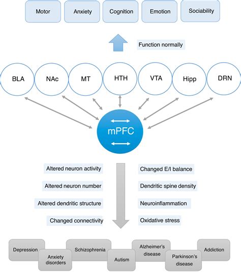 Medial Prefrontal Cortex In Neurological Diseases Physiological Genomics American