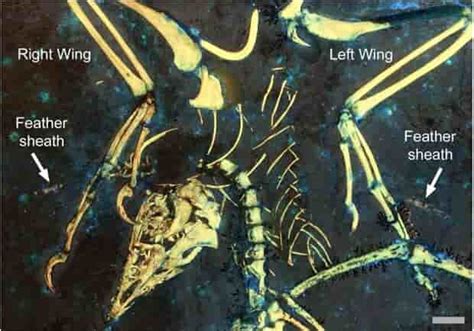 Archaeopteryx Fossil Provides Insights Into The Origins Of Flight Geology Page