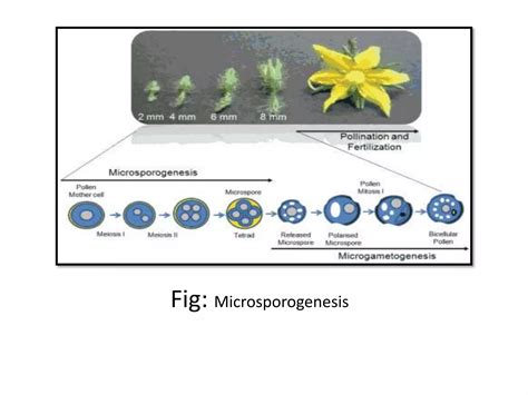 Microsporangium Pptx