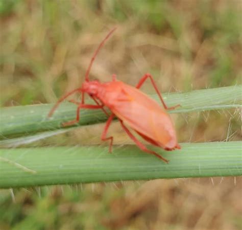 Red Bug BugGuide Net