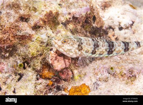 An Adult Variegated Lizardfish Synodus Variegatus Off Bangka Island