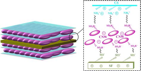 Schematic Diagram Of Layer By Layer Self Assembly Of Cnw And Cs Onto Sf