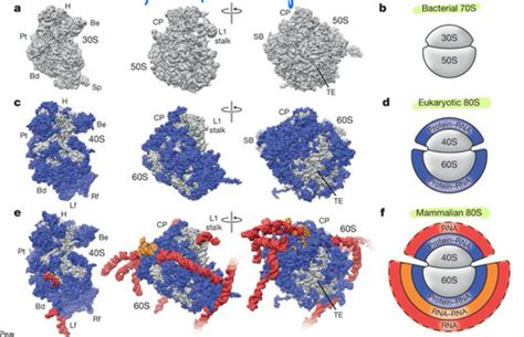 Eukaryote Evolution Lecture 15 Flashcards Quizlet