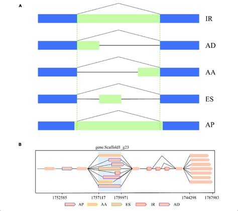 Schematic Diagram Of Alternative Splicing As A Structure Of As