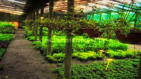 Somos Empresa | Oportunidades de negocio: Plantas - YouTube