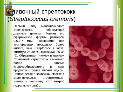 Молочнокислое брожение