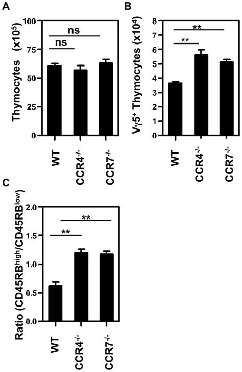 A Total Number Of Thymocytes From Both Thymus Lobes Of Individual E18 Download Scientific