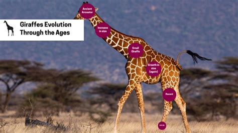 Giraffe Prehistoric Ancestor