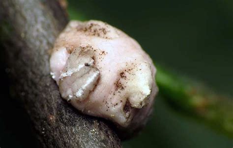 Scale Insects How To Kill Control And Prevent These Pests