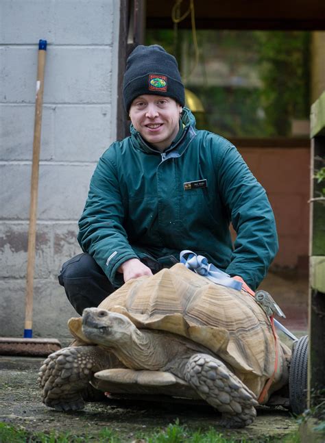 Randy Tortoise Fitted With A Pair Of Wheels After Sex Sessions Wore Out His Legs The Sun
