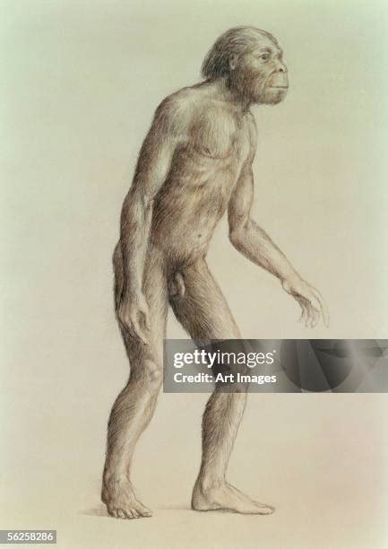 Australopithecus Robustus Body