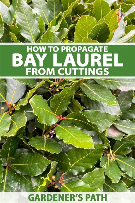 Bay Laurel Tree Root System At Robert Sandoval Blog