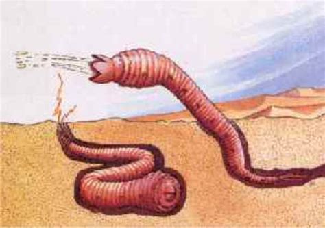 Olgoi Khorkhoi Allergorhai Horhai The Mongolian Death Worm Of The