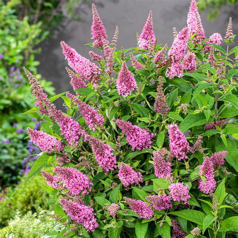 Buy Buddleia D Butterfly Candy Little Bubblegum Pink J Parkers