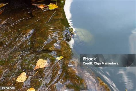 강가의 물거북 물속에서 거북이 단풍 물 물속에서 헤엄치는 거북이가 있는 아름다운 가을 풍경 자연의 귀여운 작은 거북이 0명에 대한 스톡 사진 및 기타 이미지 Istock