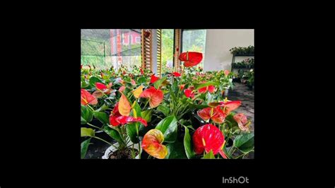 ♥️තදම තද රතු පාට මල පීරීසියක් තරම් ලොකු වෙන ඉතා වටිනා හා ලස්සනම ලස්සන නෙදර්ලන්ඩ් වර්ගයක් Youtube