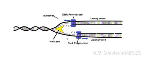 Dna依赖性dna聚合酶和dna依赖性rna聚合酶 知乎