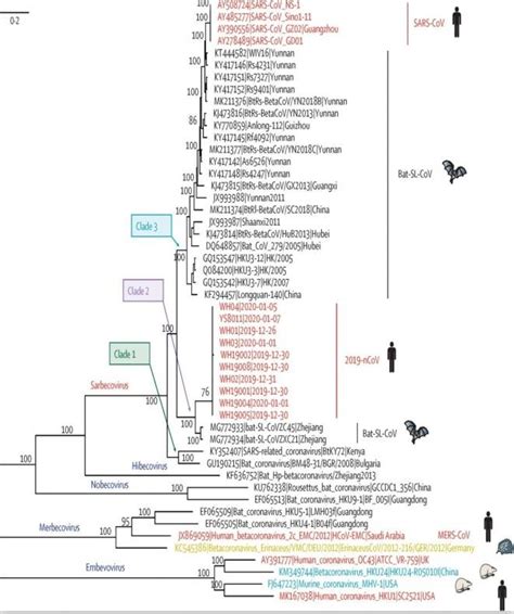 Phylogenetic Analysis Of Full Length Genomes Of 2019 Ncov And