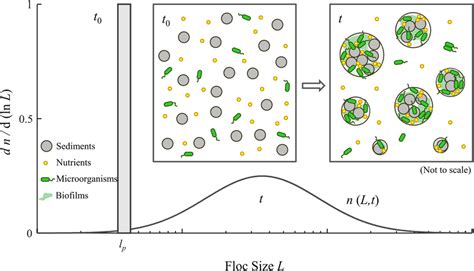 Schematic Diagram Of Flocculation Processes Of Cohesive Sediments In Download Scientific