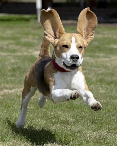 Cockapoo Or Beagle Which Is Right For You