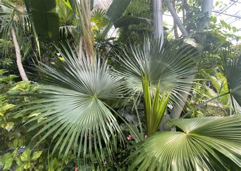 Халуун бүсийн үзэсгэлэнгийн хүлэмж