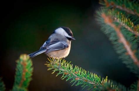 Small Conifer Trees Attract Birds For Food And Shelter Birds And Blooms
