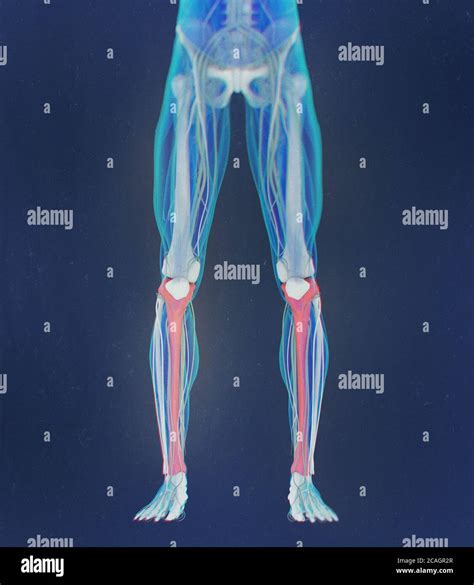 Tibia Bone Hi Res Stock Photography And Images Alamy