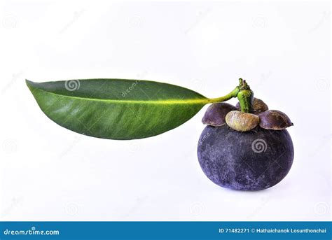 Мангустан с зеленым перескакиванием изолированный на белой предпосылке Стоковое Изображение